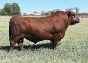 Bull Hill Red Angus Ranch | Red Angus Cattle in Gray Court SC