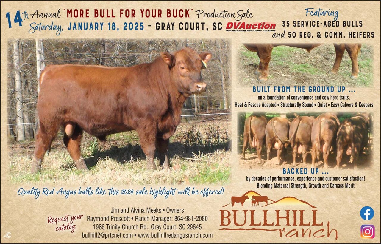 Beef Sales | Bull Hill Red Angus Ranch